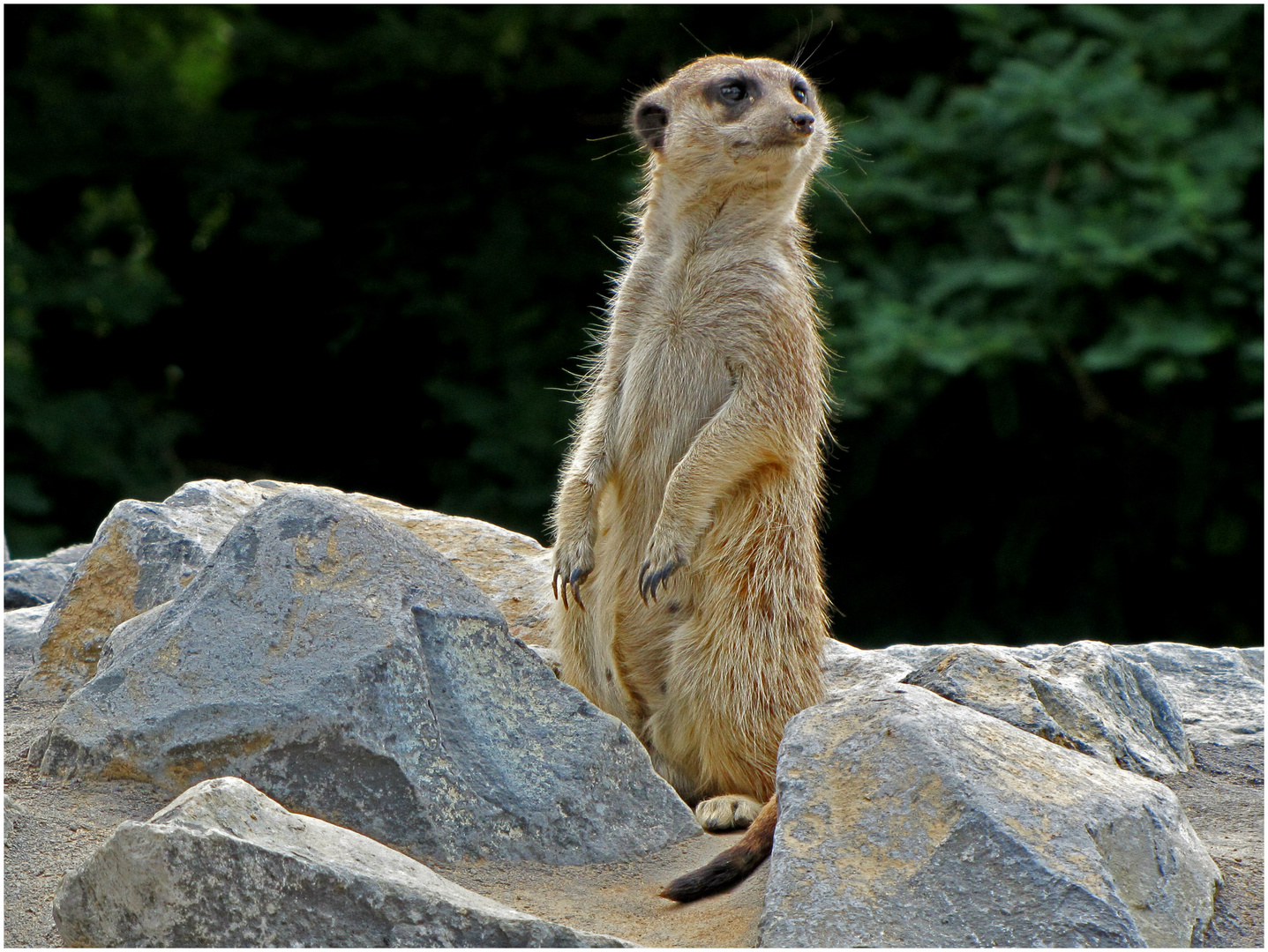 Erdmännchen Foto & Bild | tiere, neuwieder zoo, natur Bilder auf ...