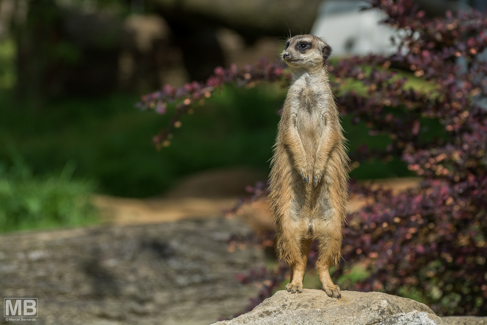 Erdmännchen Foto & Bild | tiere, zoo, wildpark & falknerei, säugetiere ...