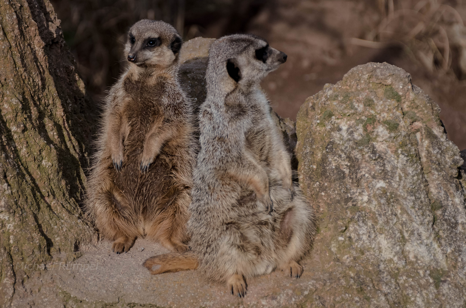 Erdmännchen Foto & Bild | tiere, tierdetails, tier fotografie Bilder ...