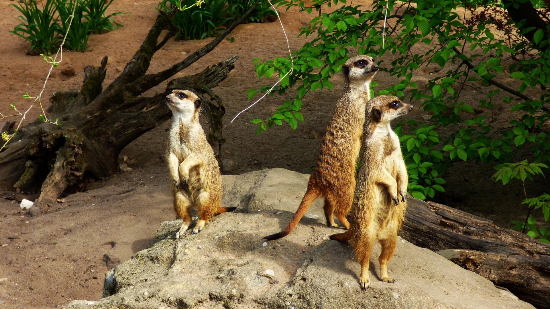 Erdmännchen Foto & Bild | tiere, zoo, wildpark & falknerei, tiere 2 ...