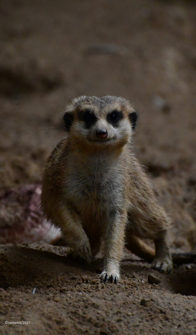 Erdmännchen Foto & Bild | tiere, zoo, wildpark & falknerei ...