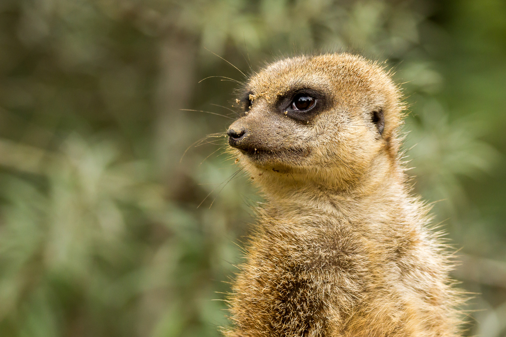 Erdmännchen Foto & Bild | tiere, zoo, wildpark & falknerei, gratulation ...