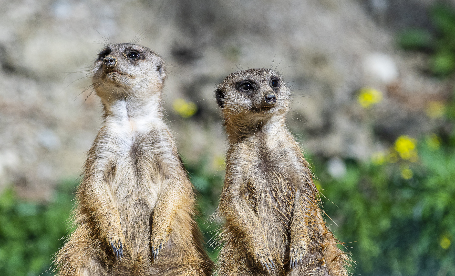 Erdmännchen Foto & Bild | nikon, natur, zoo Bilder auf fotocommunity