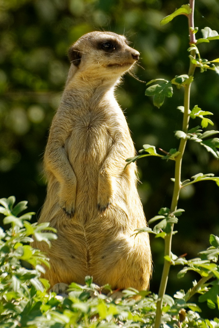 Erdmännchen Foto & Bild | tiere, zoo, wildpark & falknerei, säugetiere ...