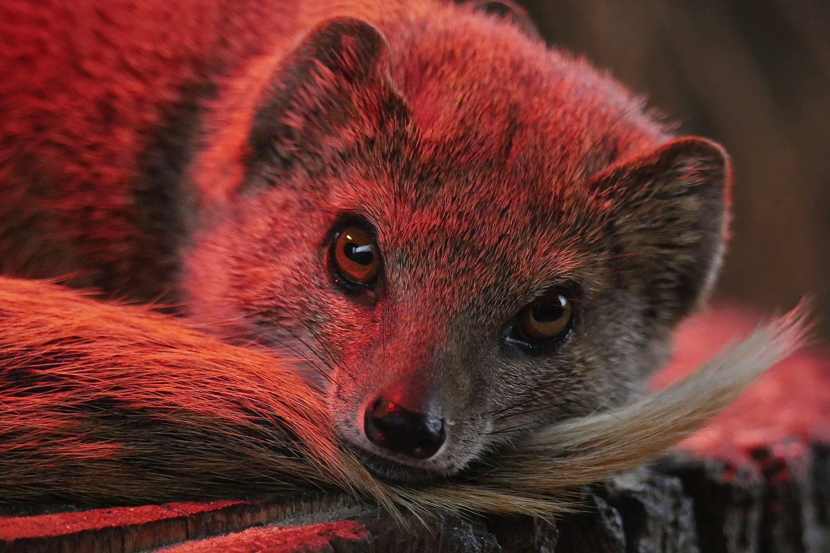 Erdmännchen Foto & Bild | tiere, zoo, wildpark & falknerei, säugetiere ...