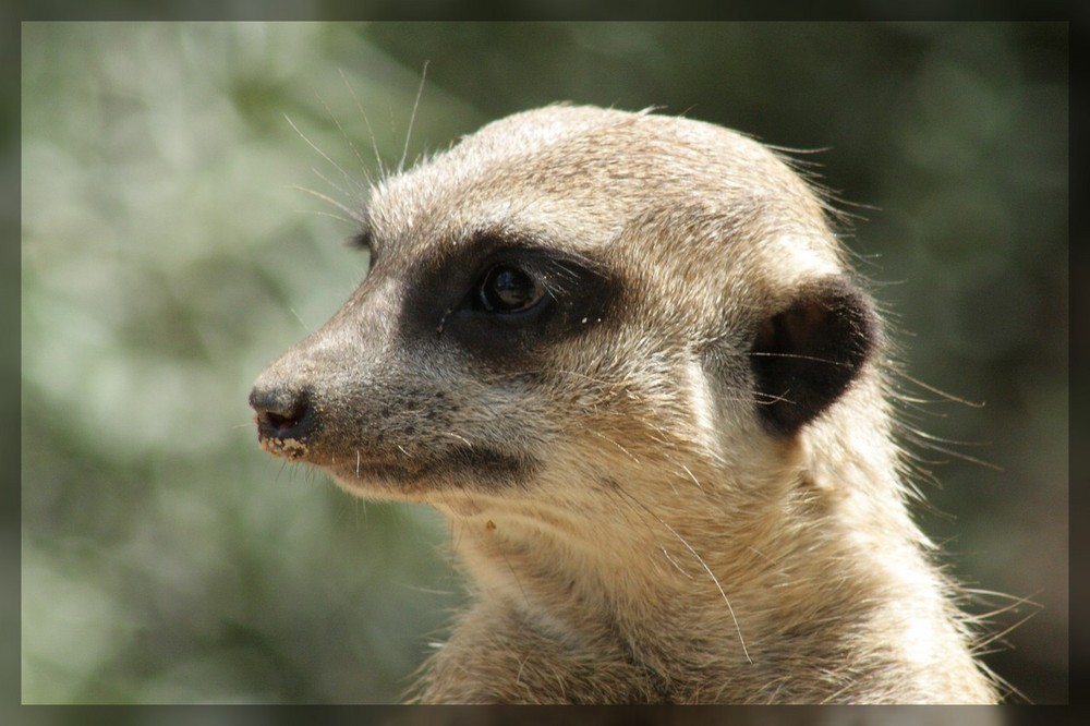 Erdmännchen Foto & Bild | tiere, zoo, wildpark & falknerei, säugetiere ...