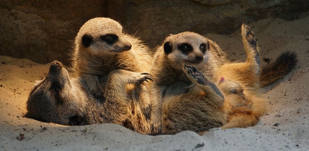 Erdmännchen und Erdfrauchen... Foto & Bild | münster, zoo, tiere Bilder ...