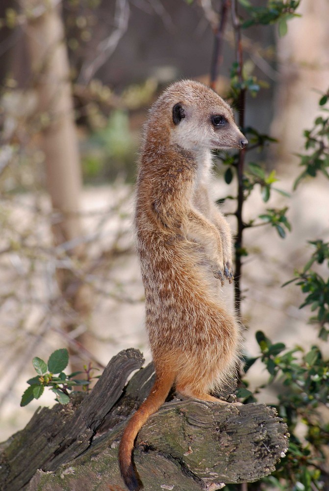 Erdmännchen2 Foto & Bild | tiere, zoo, wildpark & falknerei, säugetiere ...