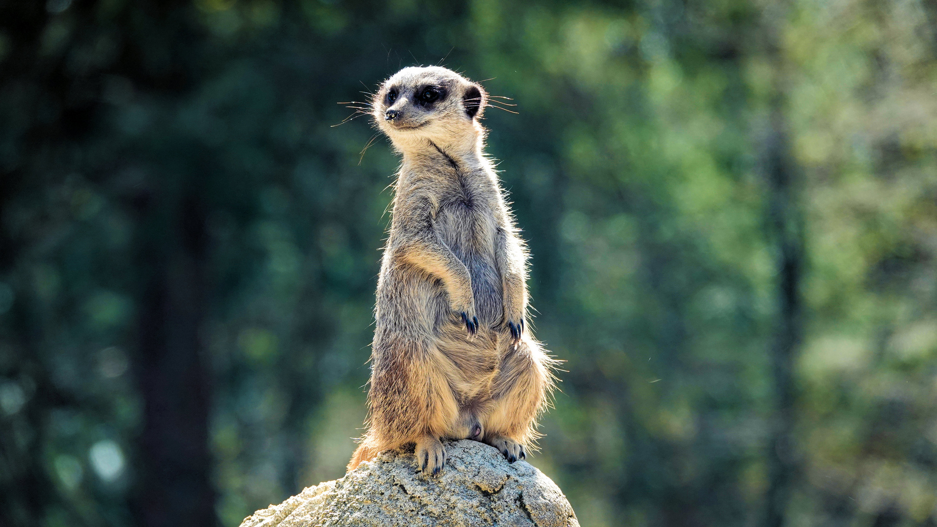 Erdman Foto & Bild | fotos, natur, zoo Bilder auf fotocommunity