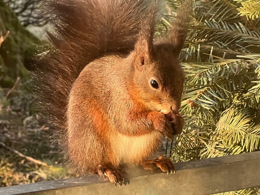 Erdnussfrühstück auf meinem Balkon Foto & Bild | natur, tiere Bilder ... Erdnussfrühstück auf meinem Balkon Foto & Bild | natur, tiere Bilder ...