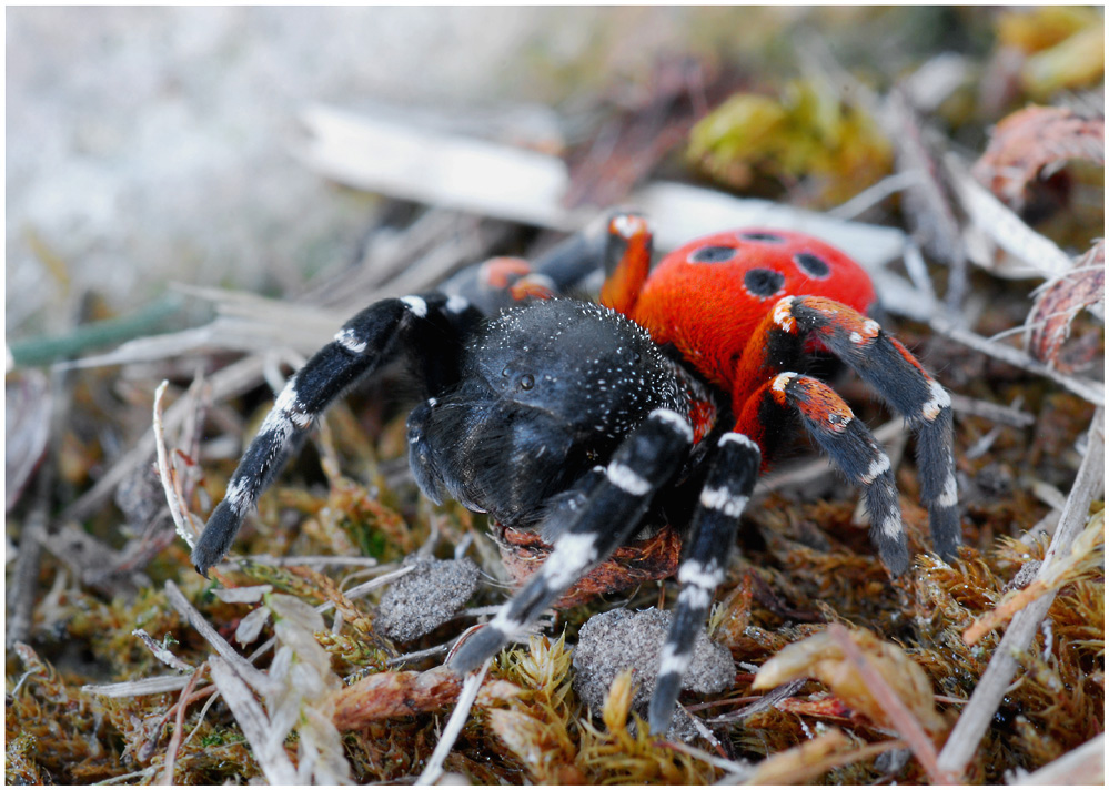 Eresus cinnaberinus Foto & Bild | tiere, wildlife, spinnen Bilder auf ...