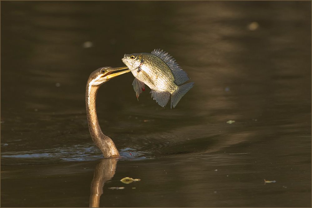 Erfolgreicher Fischer Foto & Bild | tiere, wildlife, wild lebende vögel ...