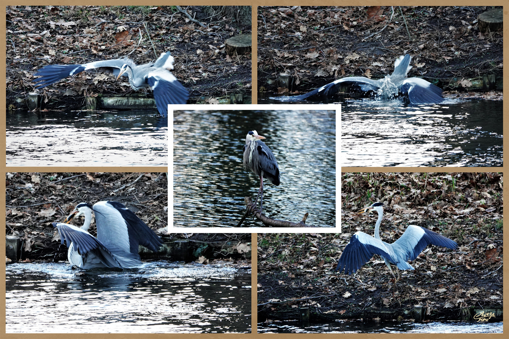 Erfolgreicher Fischfang Foto & Bild | wasser, berlin, natur Bilder auf ...
