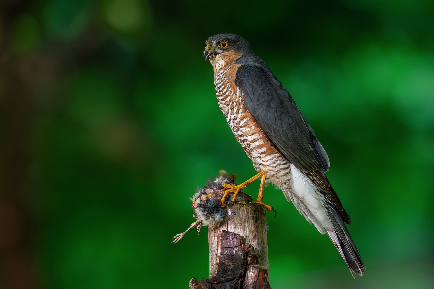 Erfolgreicher Sperber Foto & Bild | tiere, wildlife, wild lebende vögel ...