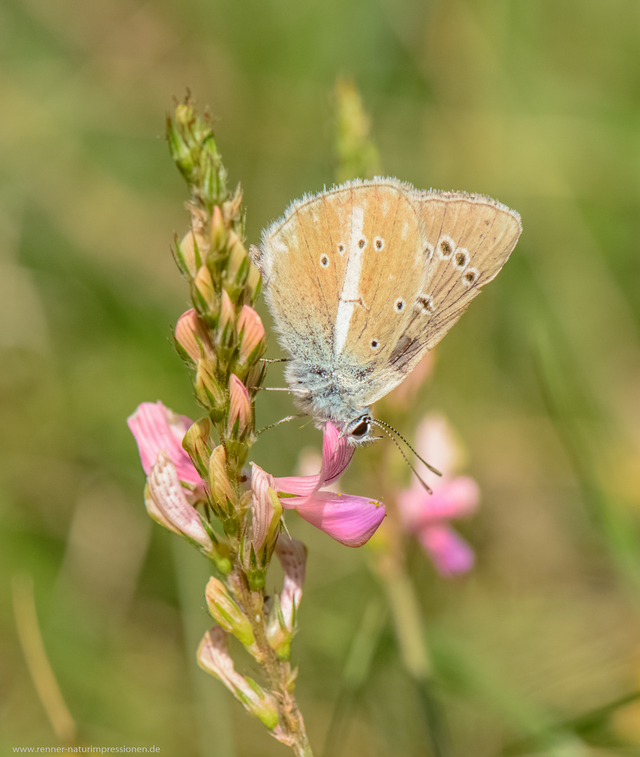Erfreut.... Foto & Bild | tiere, wildlife, schmetterlinge Bilder auf ...