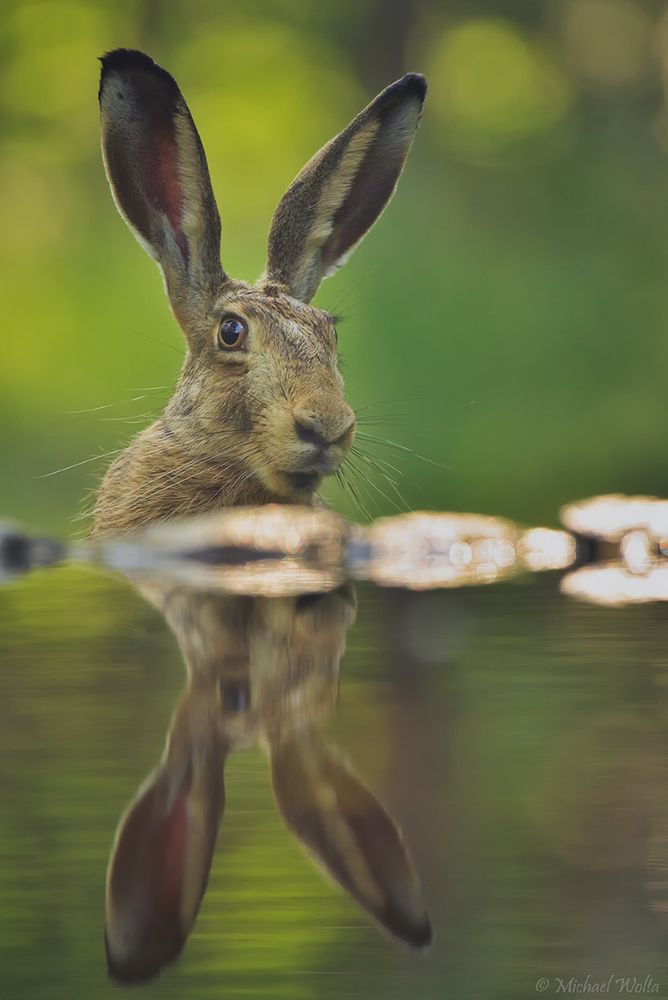 Erfrischung Foto & Bild | wasser, hase, natur Bilder auf fotocommunity