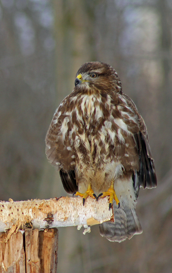 erhabener Greif Foto & Bild | tiere, wildlife, wild lebende vögel ...