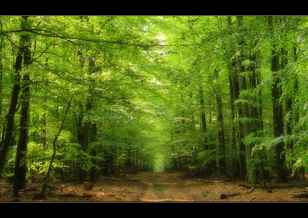 Erholung Foto & Bild | wald, natur, landschaft Bilder auf fotocommunity