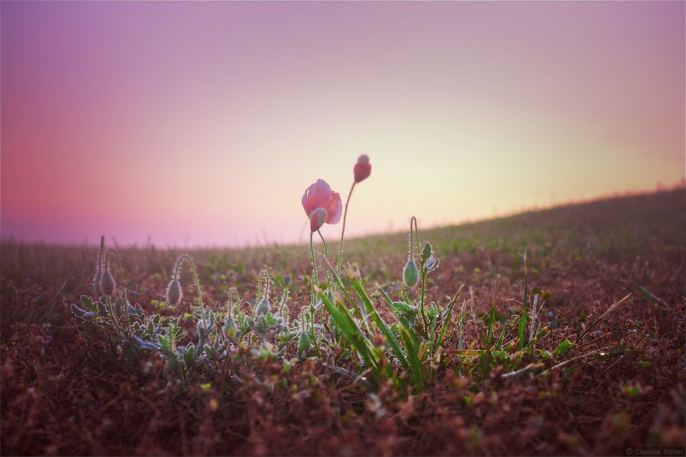 Erholung Foto & Bild | nah- & makro, pflanzen, pilze & flechten ...