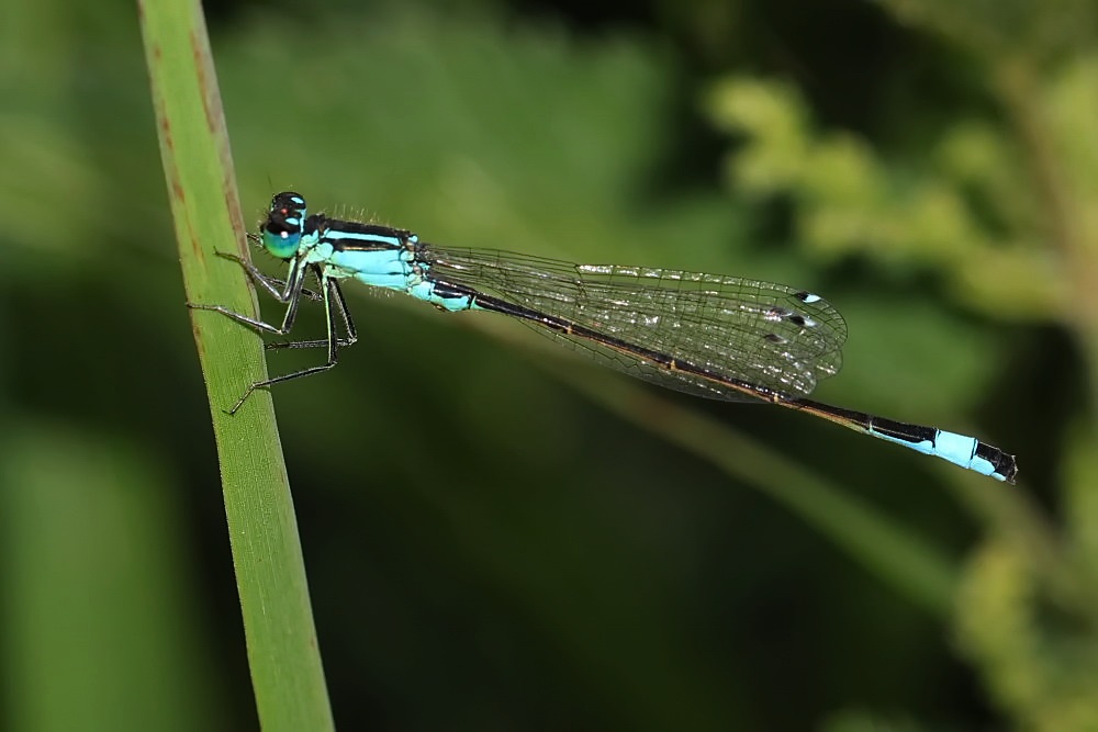 Erholung... Foto & Bild | tiere, wildlife, libellen Bilder auf ...