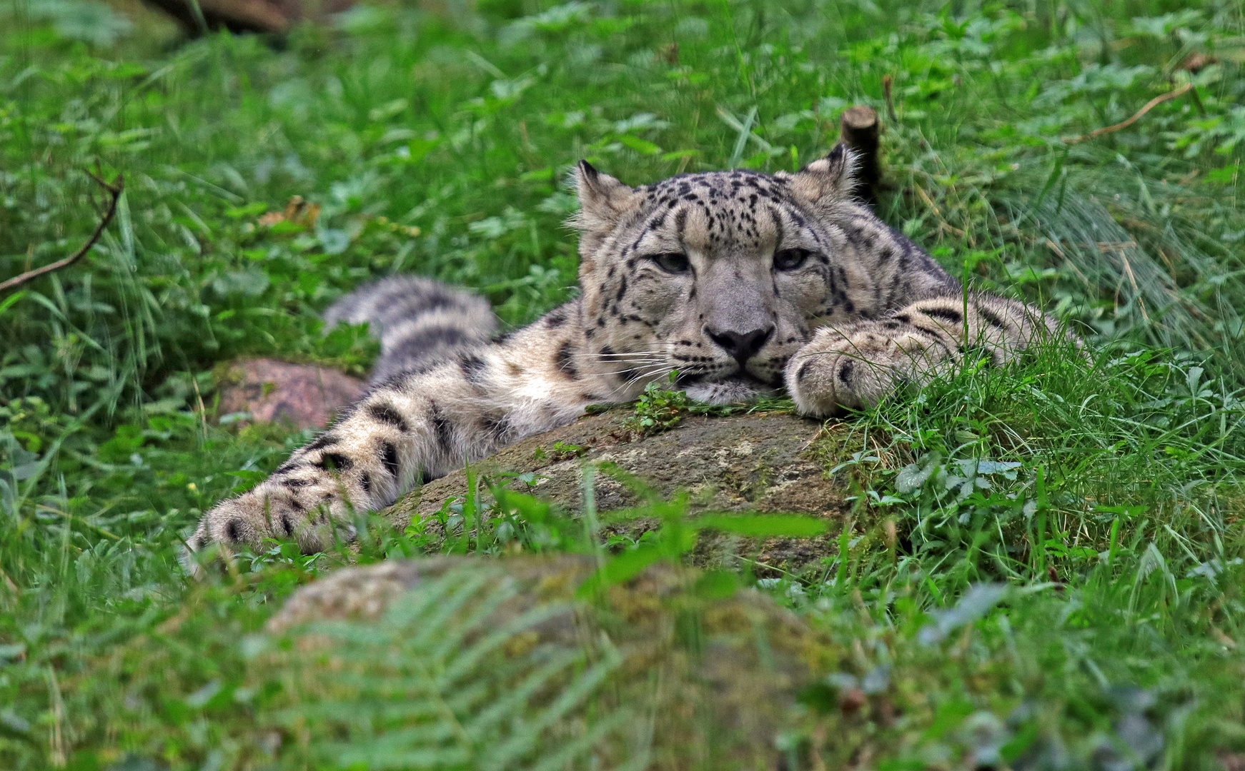 Erholung Foto & Bild | tiere, zoo, wildpark & falknerei, säugetiere ...