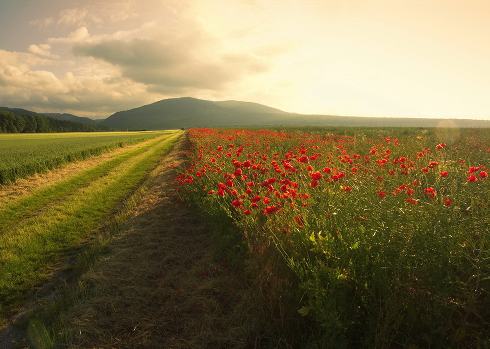 Erholung für die Seele Foto & Bild | sonnenuntergang, mohnfeld, sommer ...