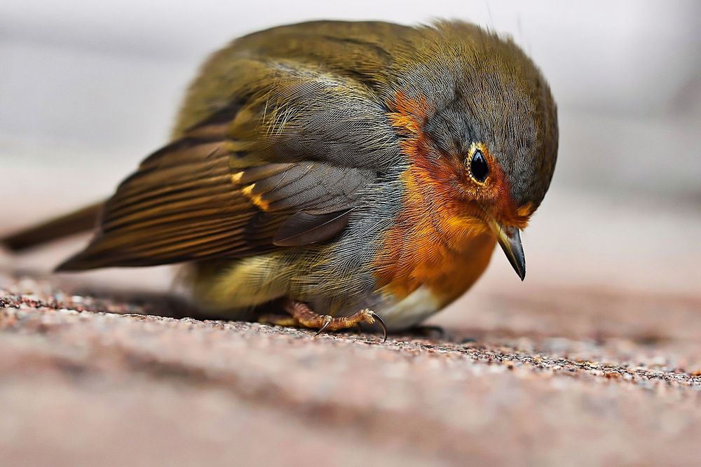 Erholung ist angesagt. Foto & Bild | vögel, natur Bilder auf fotocommunity