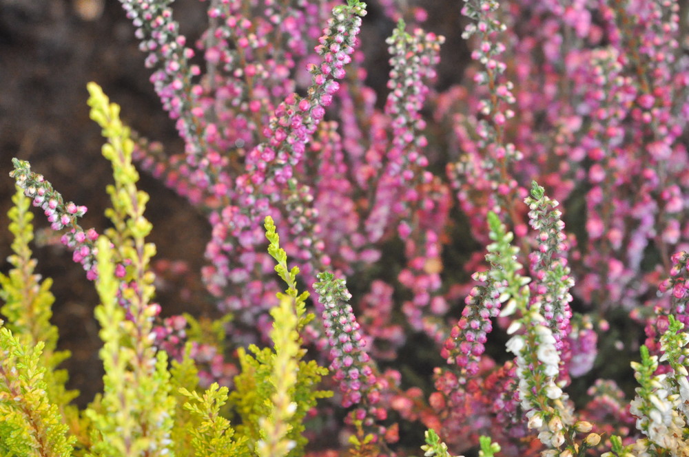 Erica Foto % Immagini| piante, fiori e funghi, foto macro, natura Foto ...