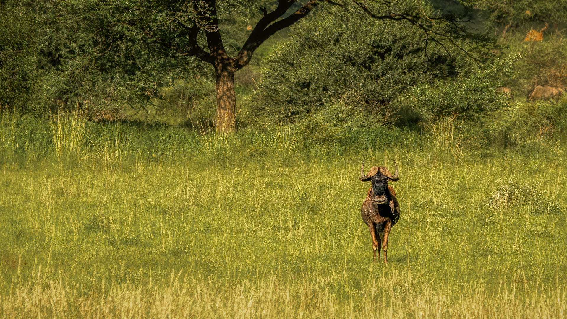 ERINDI PRIVATE GAME RESERVE (124) Foto & Bild | africa, southern africa ...