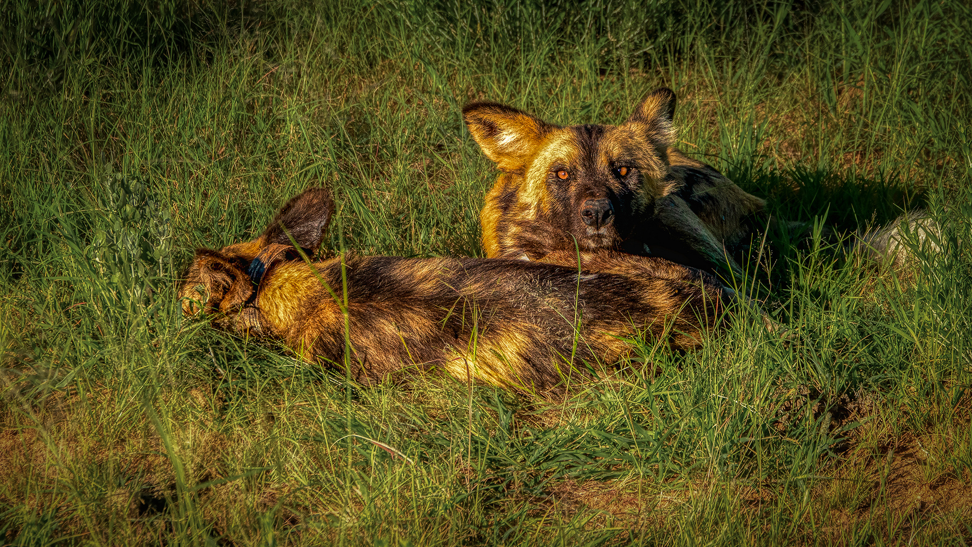 ERINDI PRIVATE GAME RESERVE (40) Foto & Bild | world, namibia, africa ...