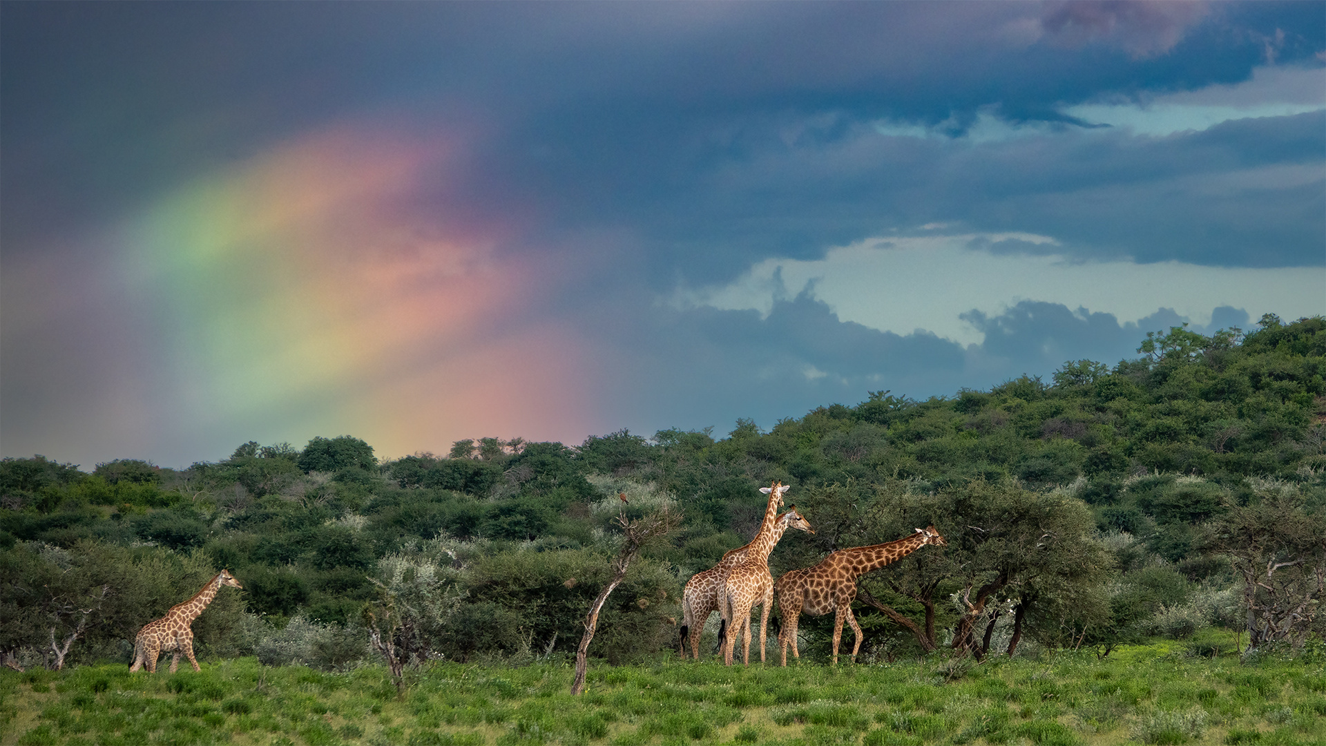 ERINDI PRIVATE GAME RESERVE (69) Foto & Bild | world, landschaft, tier ...