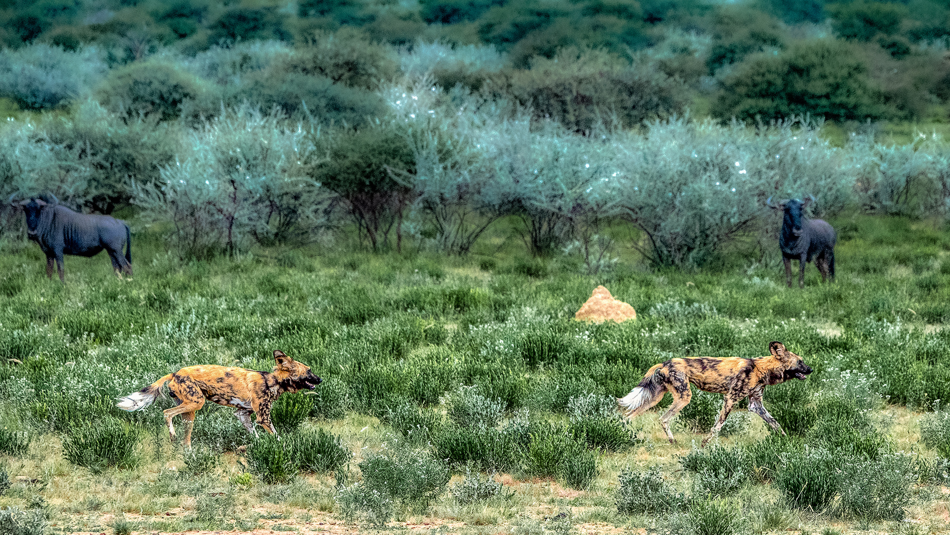 ERINDI PRIVATE GAME RESERVE (84) Foto & Bild | world, tier, namibia ...