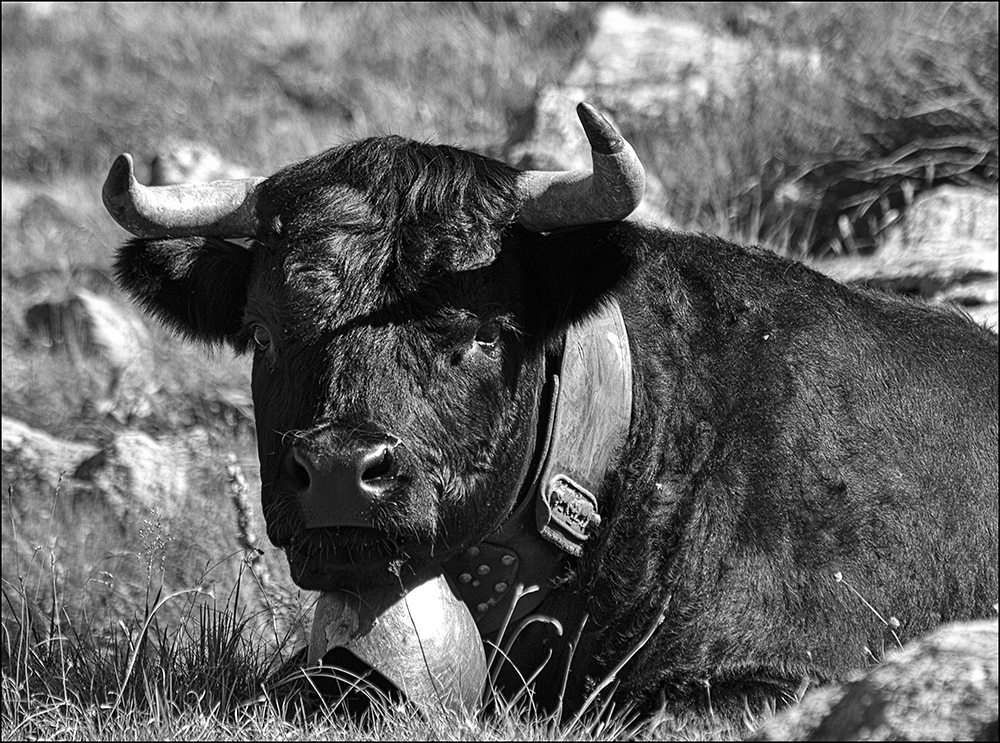 Eringer Foto & Bild | tiere, haustiere, nutztiere Bilder auf fotocommunity