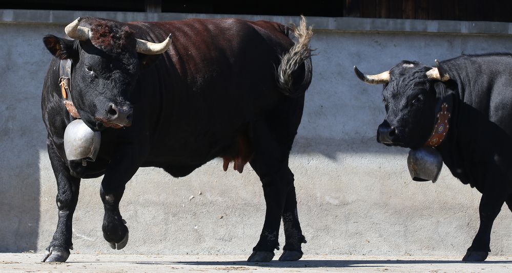 Eringer Kühe Foto & Bild | europe, schweiz & liechtenstein, tiere ...