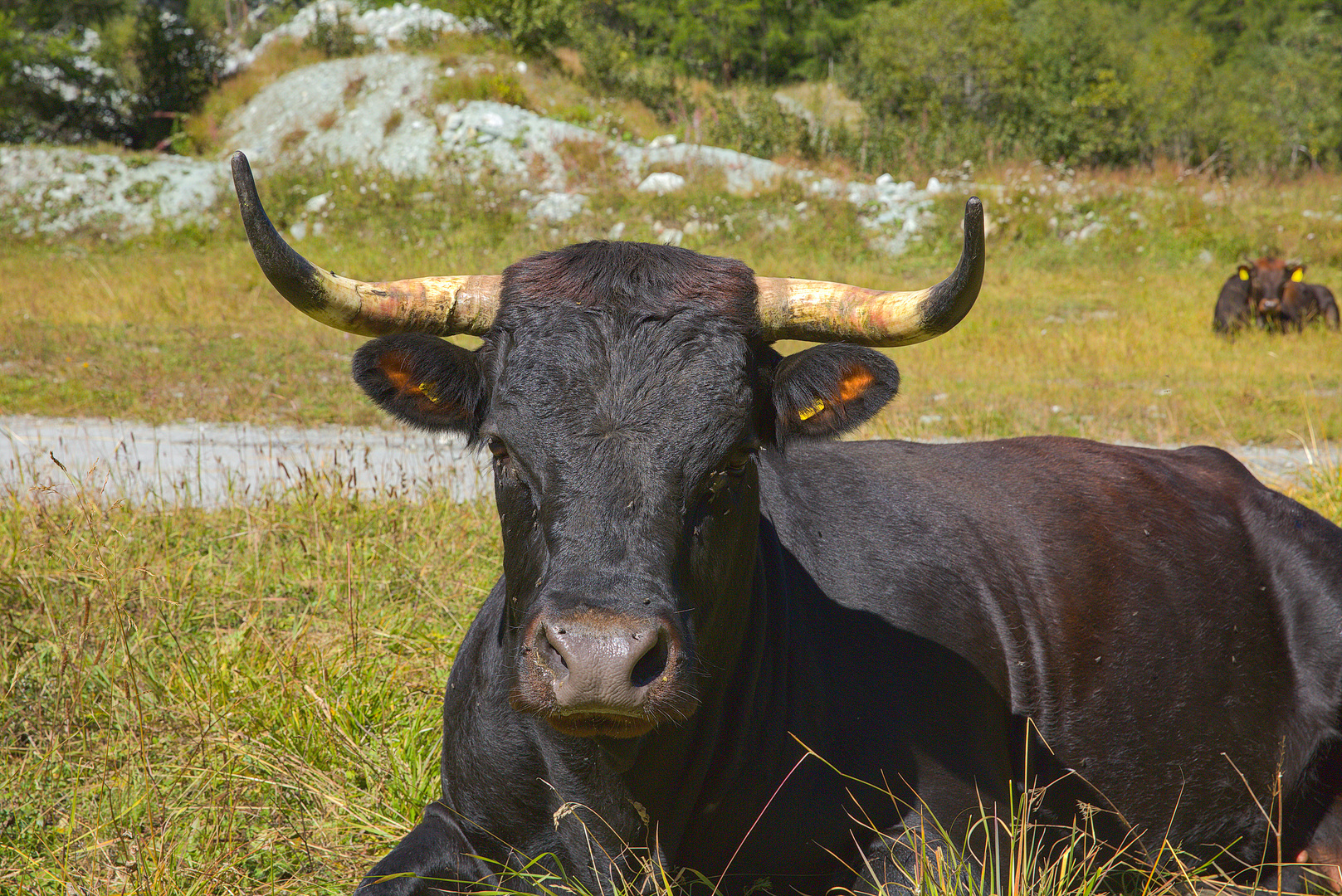 Eringerkuh - Kuhkämpfe (1) Foto & Bild | schweiz, wallis, eringer ...