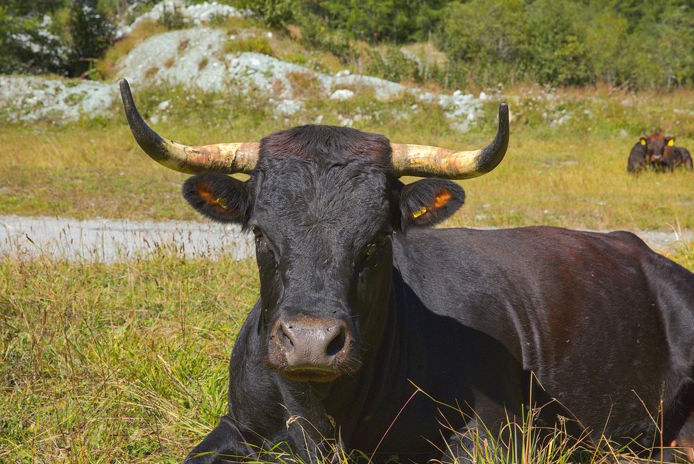Eringerkuh - Kuhkämpfe (1) Foto & Bild | schweiz, wallis, eringer Bilder auf fotocommunity
