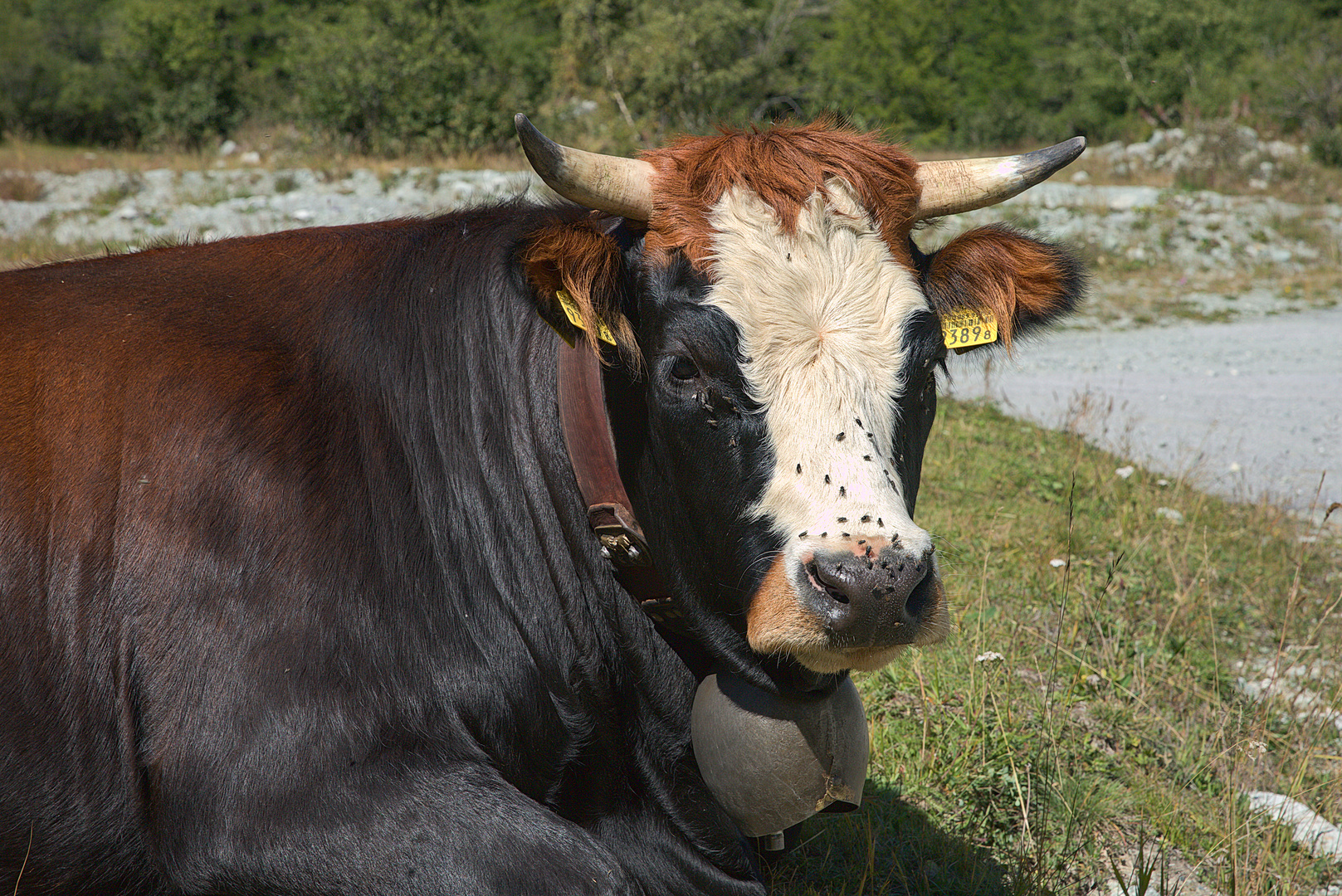 Eringerkuh - Kuhkämpfe (2) Foto & Bild | schweiz, wallis, eringer Bilder auf fotocommunity