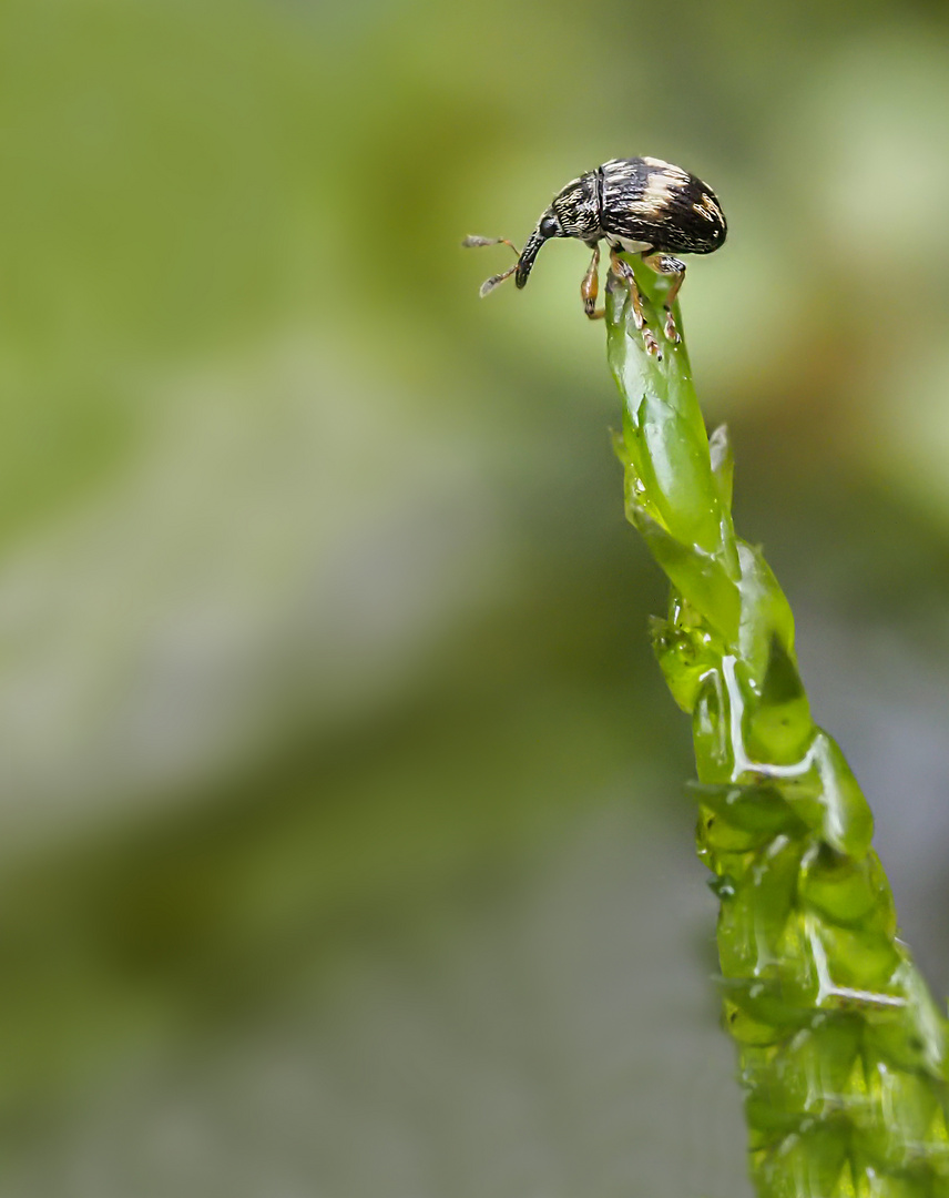 Erinnert mich an die Zeit als kleiner Knirps Foto & Bild | natur ...
