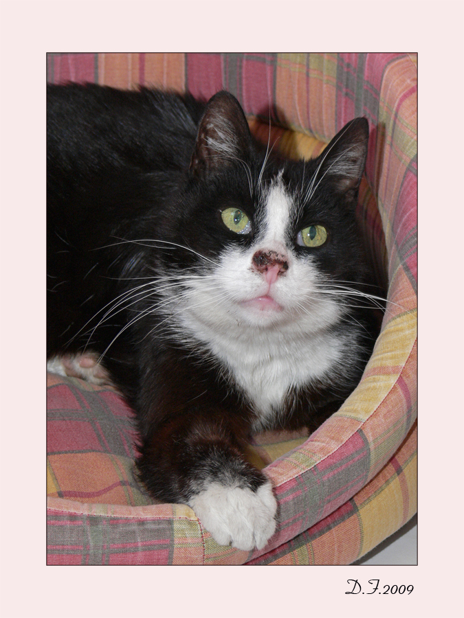 "Erinnerung" Foto & Bild | tiere, haustiere, katzen Bilder auf fotocommunity