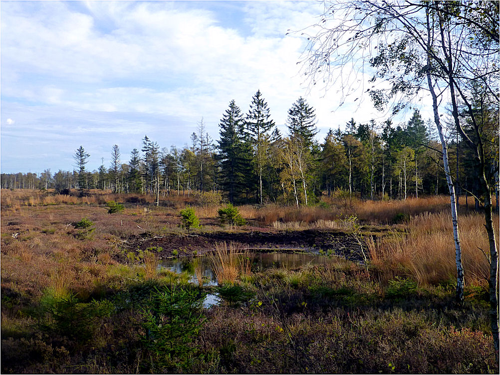 Erinnerung an das Moor Foto & Bild | landschaft, moor, im solling ...