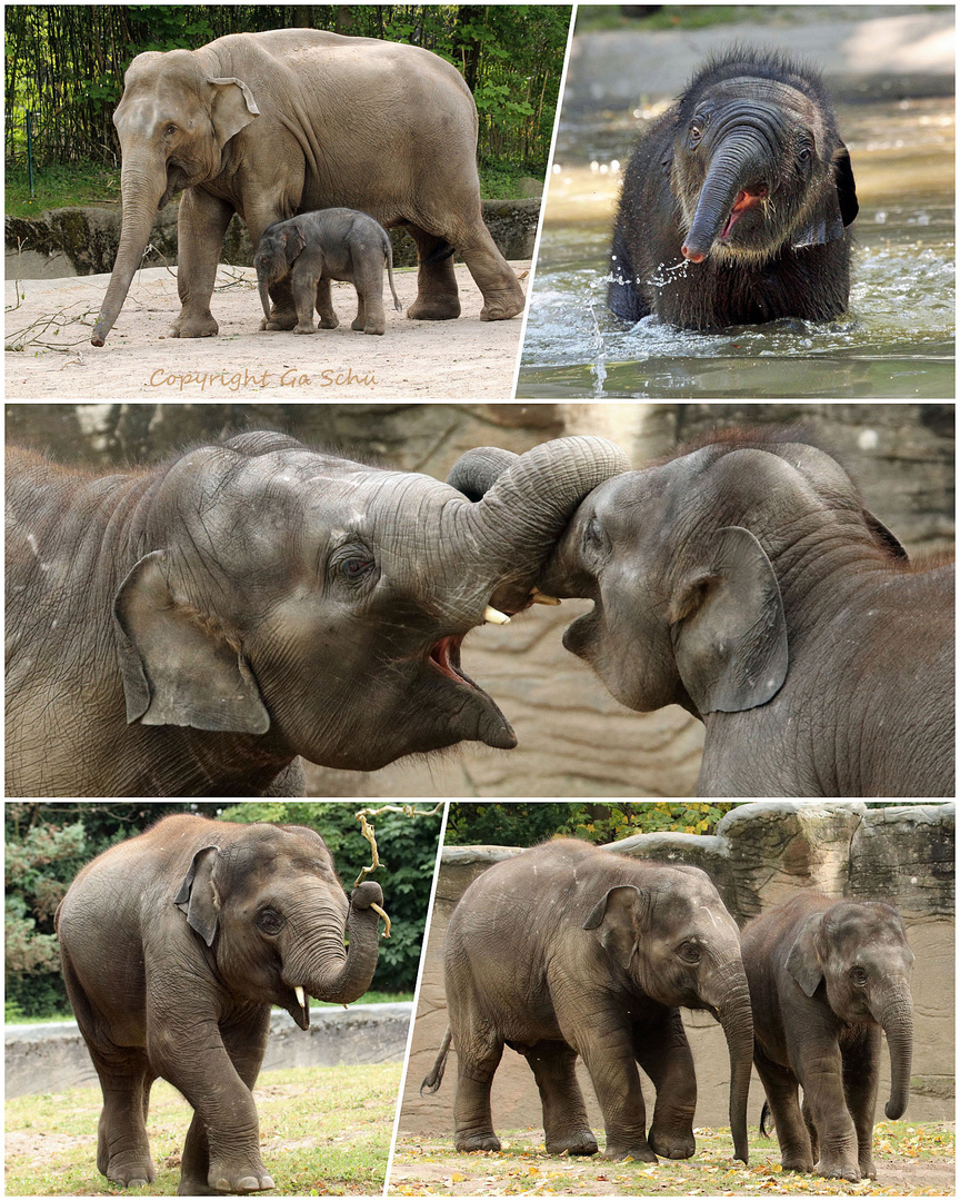 Erinnerung an Paulchen Foto & Bild | tiere, zoo, wildpark & falknerei, säugetiere Bilder auf ...
