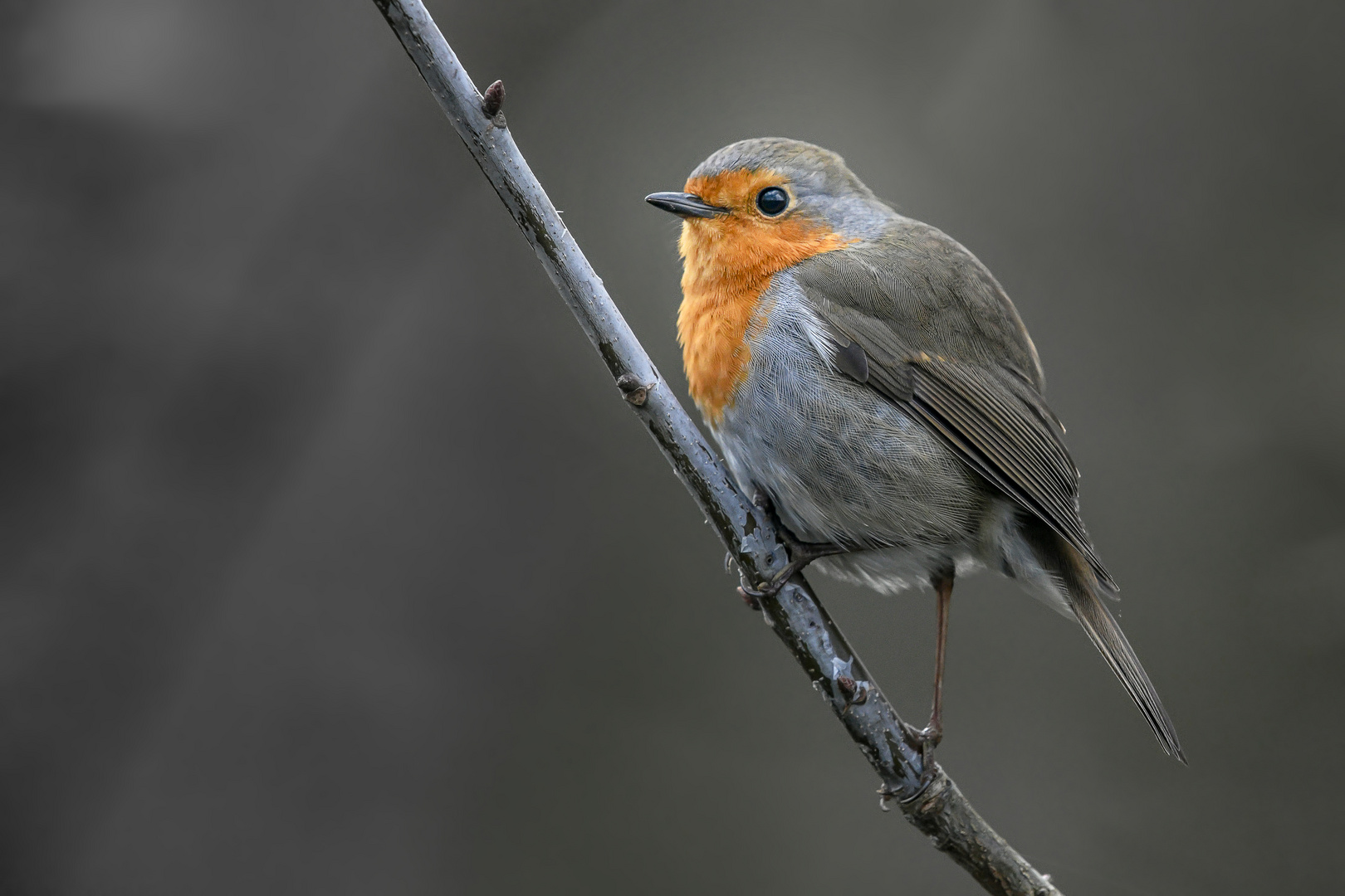 Erithacus rubecula Foto & Bild | tiere, wildlife, wild lebende vögel ...