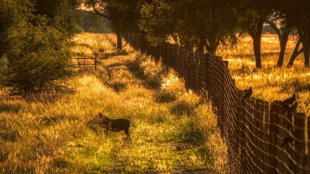 Erkundungsfahrt auf der Kataneno Jagd Ranch (18) Foto & Bild | world ...