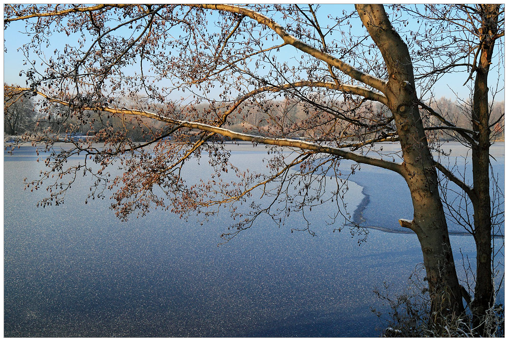 Erle am See Foto & Bild | deutschland, europe, schleswig- holstein ...