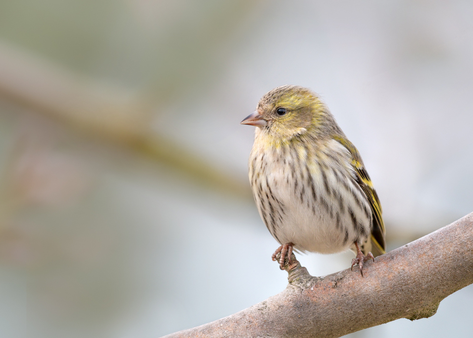 Erlenzeisig (Spinus spinus) Foto & Bild | tiere, wildlife, wild lebende ...