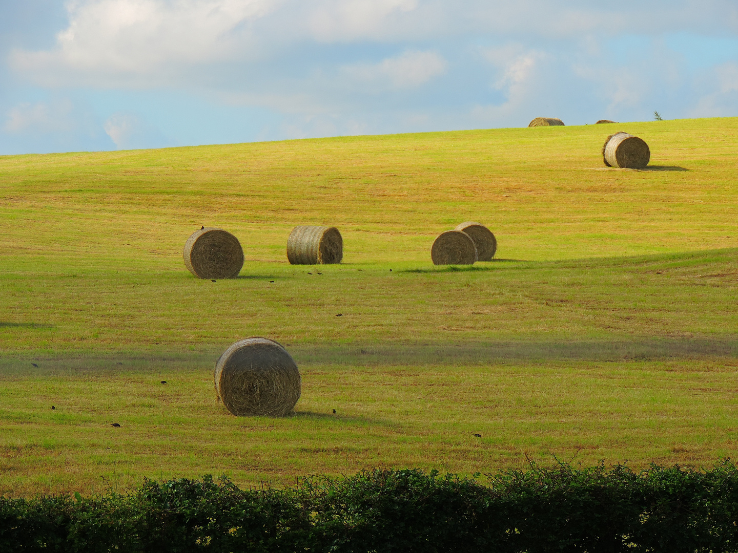 Ernte Foto & Bild | natur, world Bilder auf fotocommunity
