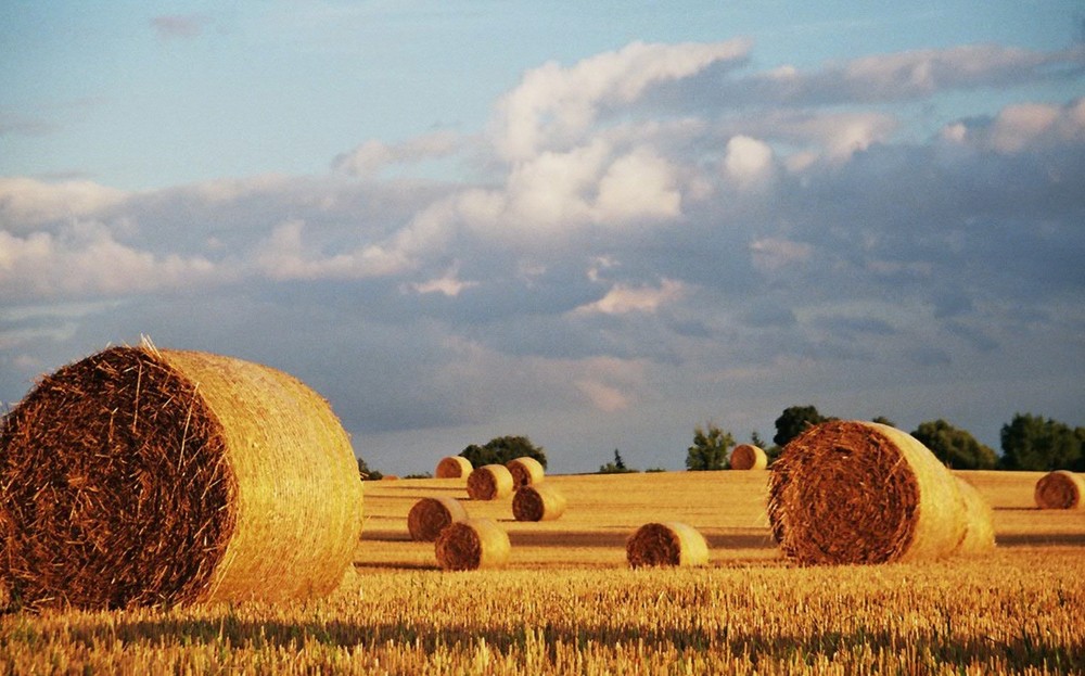 ernte 3 Foto & Bild | landschaft, Äcker, felder & wiesen, feld Bilder ...