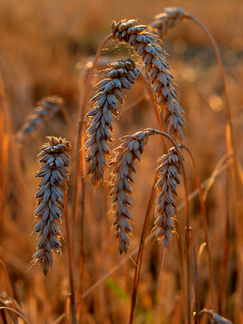 Ernte Foto & Bild | landschaft, Äcker, felder & wiesen, in der natur ...