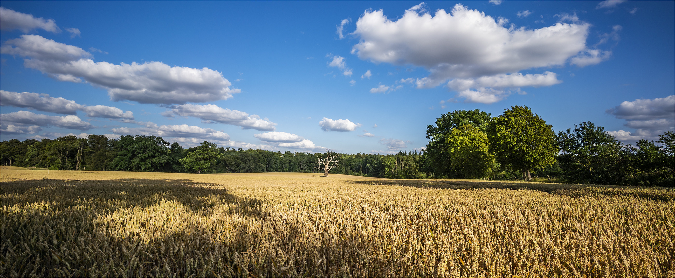 Erntereif … Foto & Bild | getreide, weizen, acker Bilder auf fotocommunity