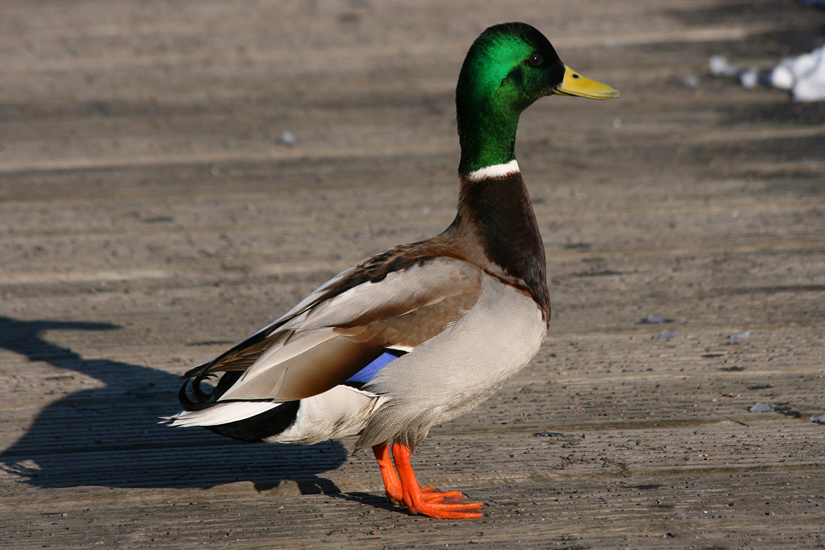Erpel Foto & Bild | tiere, wildlife, wild lebende vögel Bilder auf ...